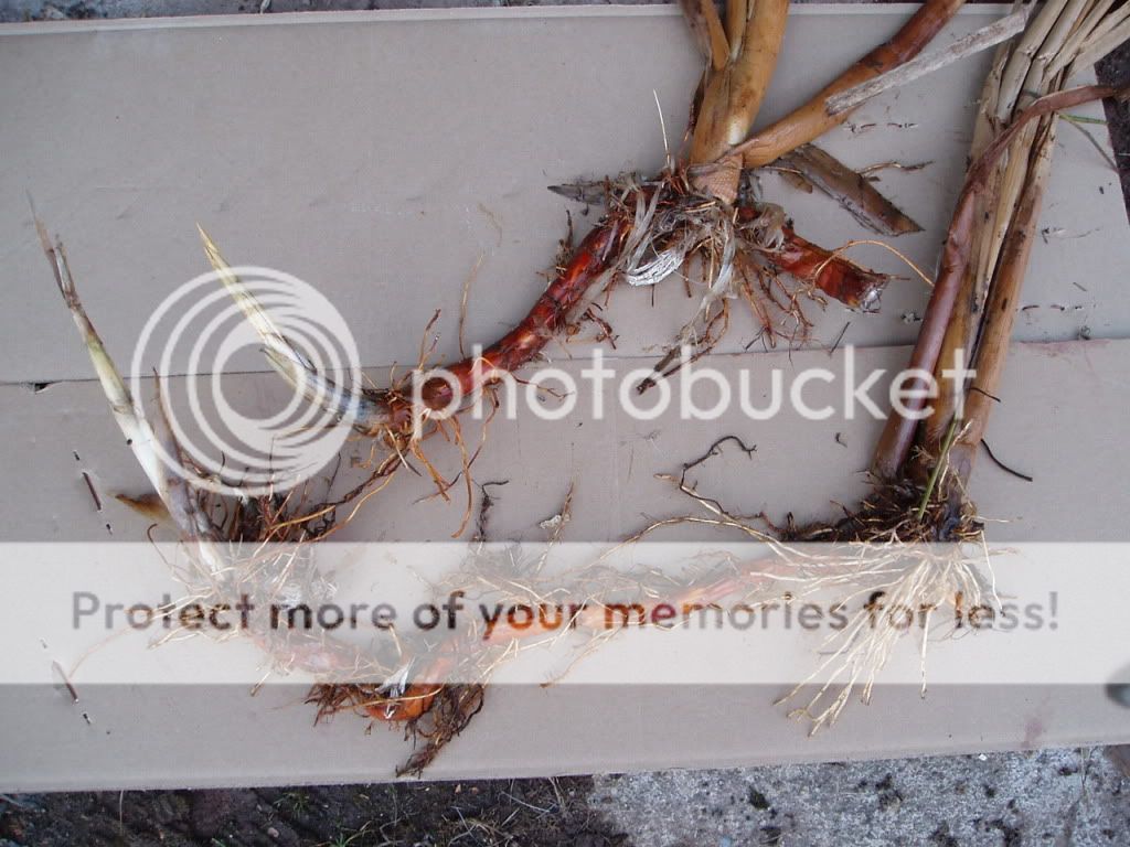 Spring Cattail Roots - PaleoPlanet