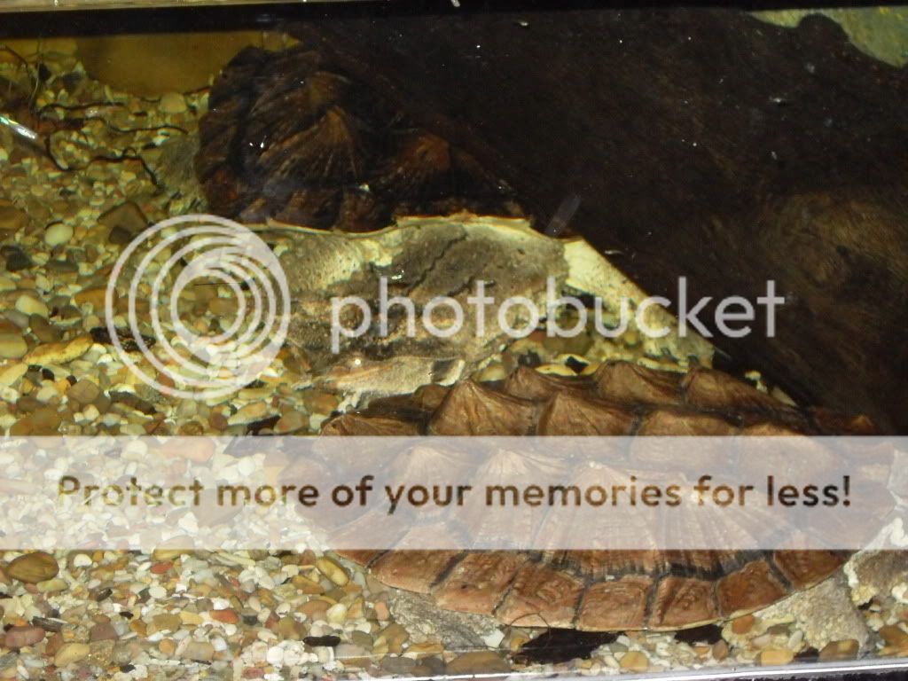 Zoos del Mundo - Tortugas acuáticas - Fotografia